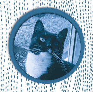 Saving Strays Animal Rescue - Helping every pet find their fur-ever home