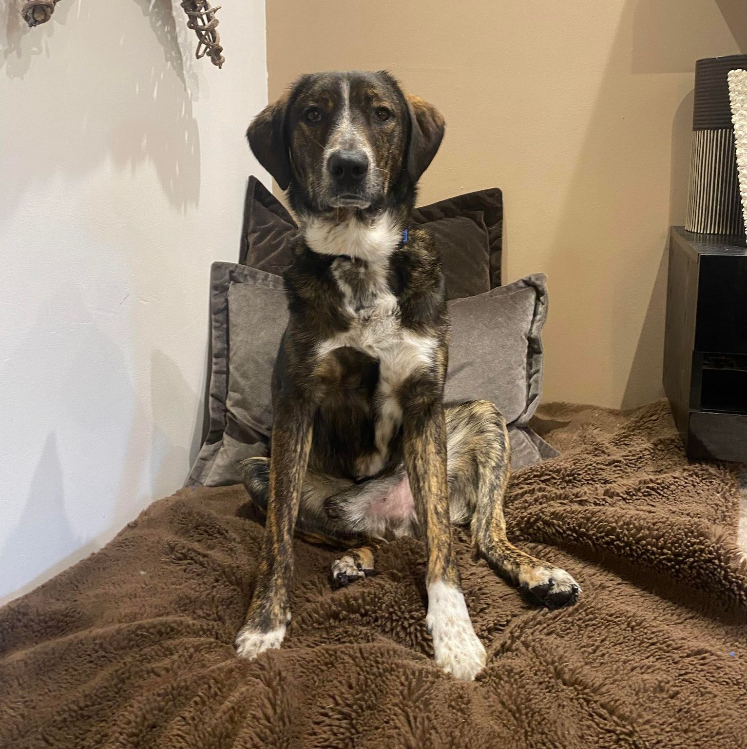 Saving Strays Animal Rescue - Helping every pet find their fur-ever home